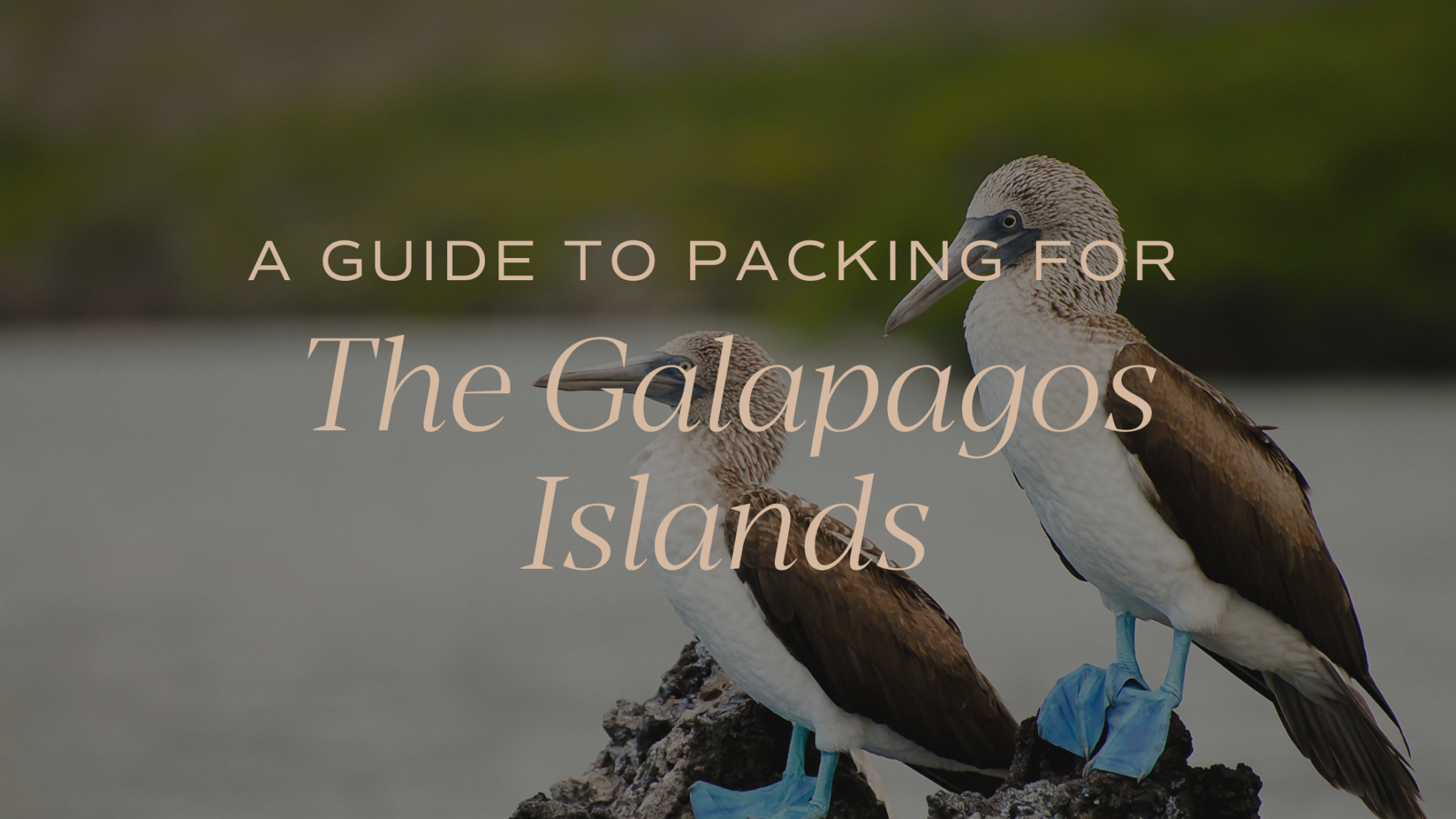 How to Pack for the Galapagos Islands - Comprehensive Packing Guide - The Boho Traveller LLC