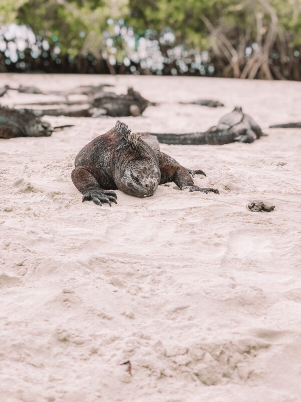 The Ultimate Galapagos Islands Travel Guide