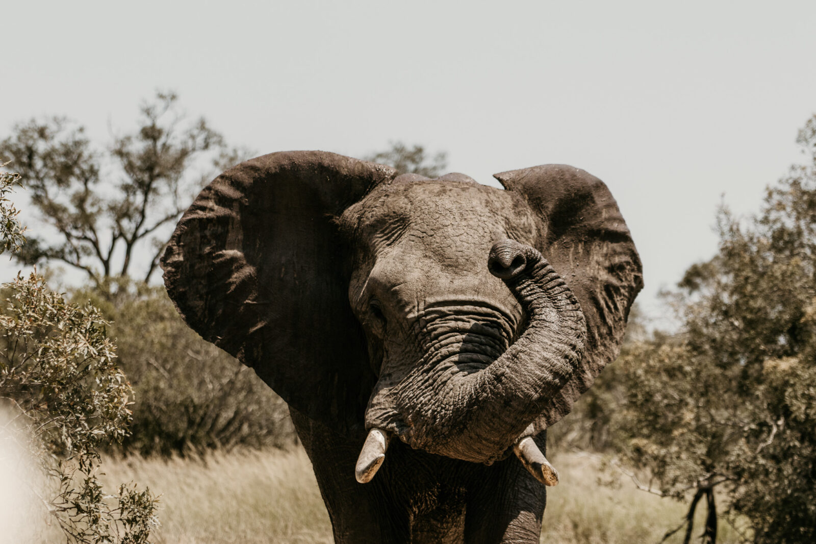 South Africa Safari Travel Guide: Unforgettable Wild Moments